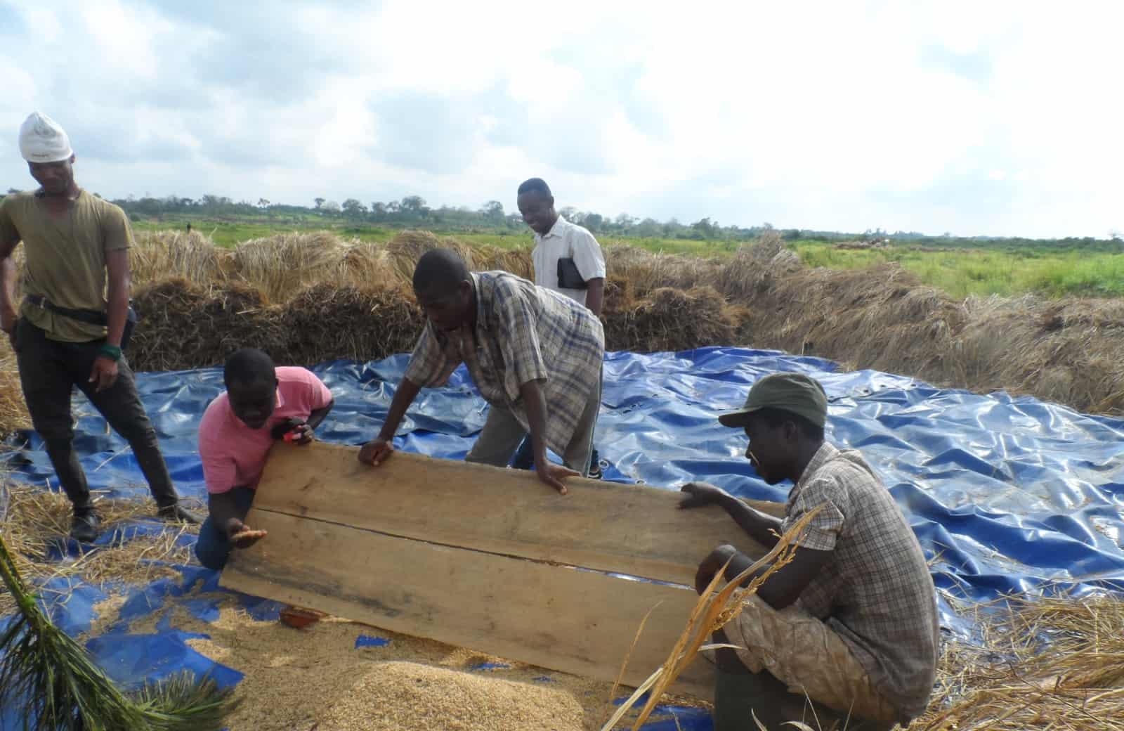 Home - Ghana Rice Federation: Unifying the Ghana Rice Industry